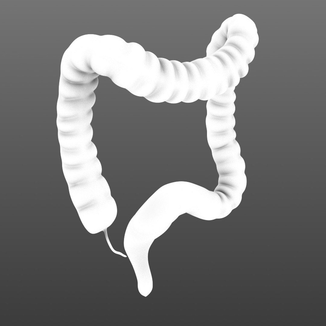 3d Model Human Colon Animation