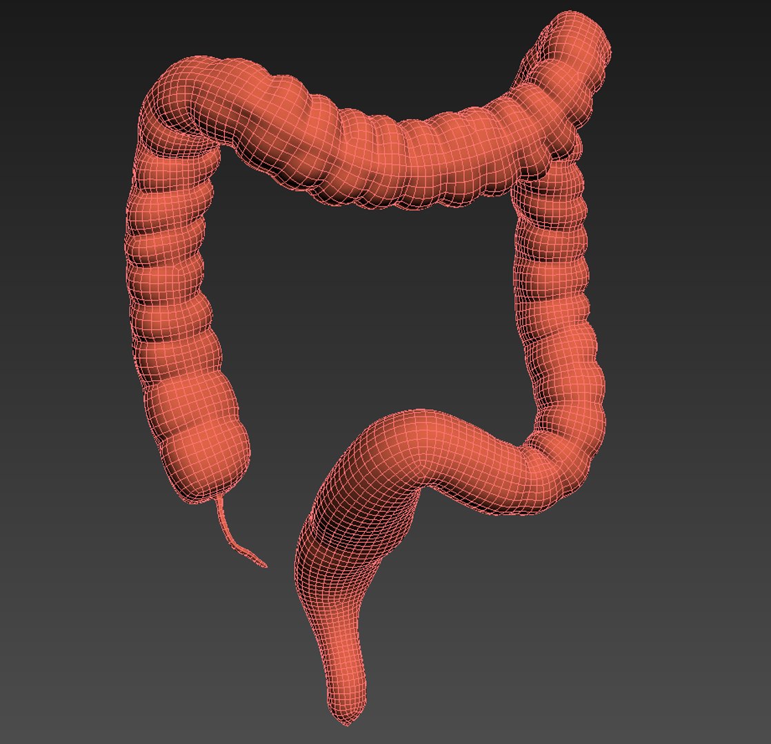 3d Model Human Colon Animation