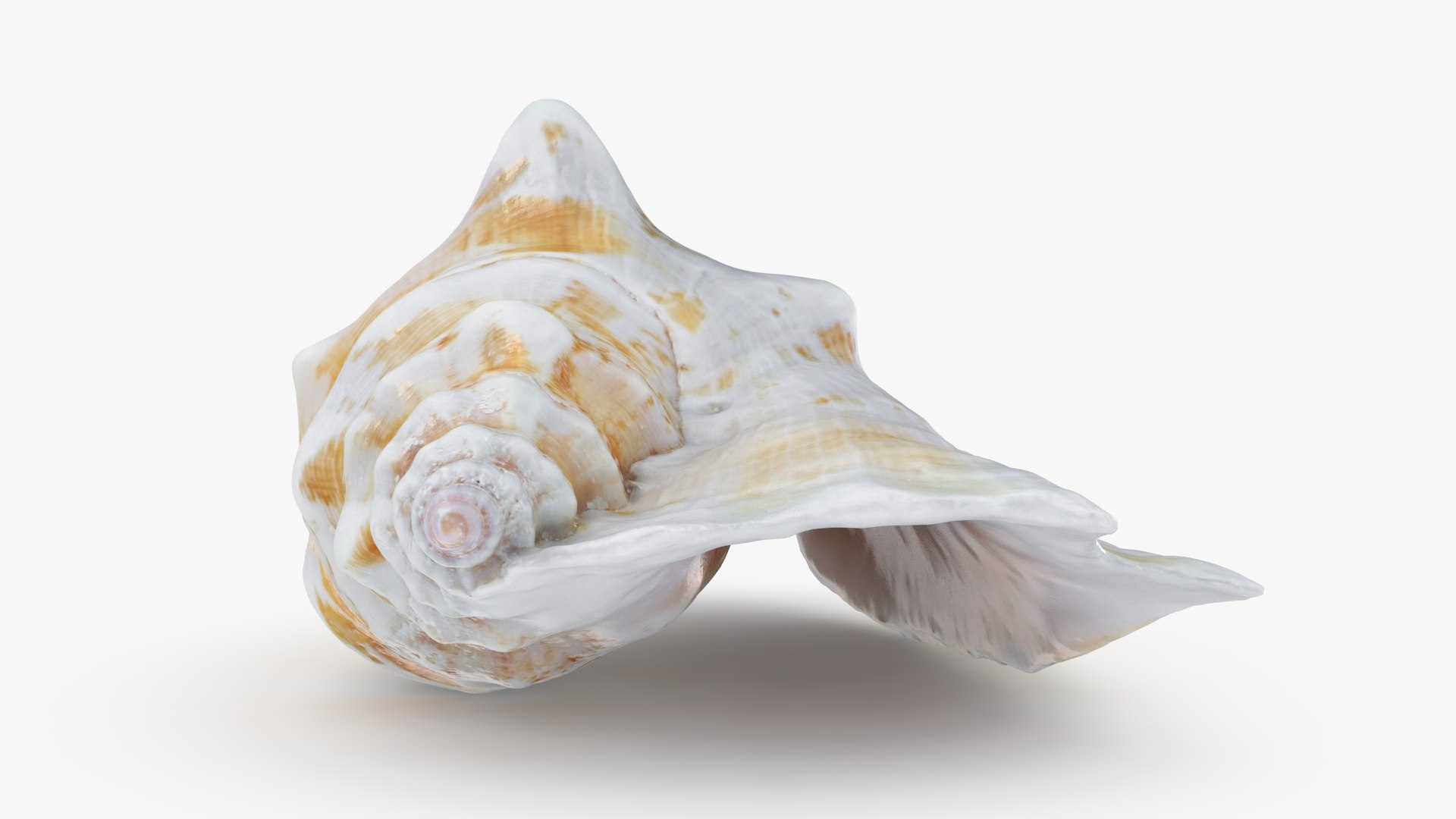 Strombus Sinuatus 01 Model - TurboSquid 2395378