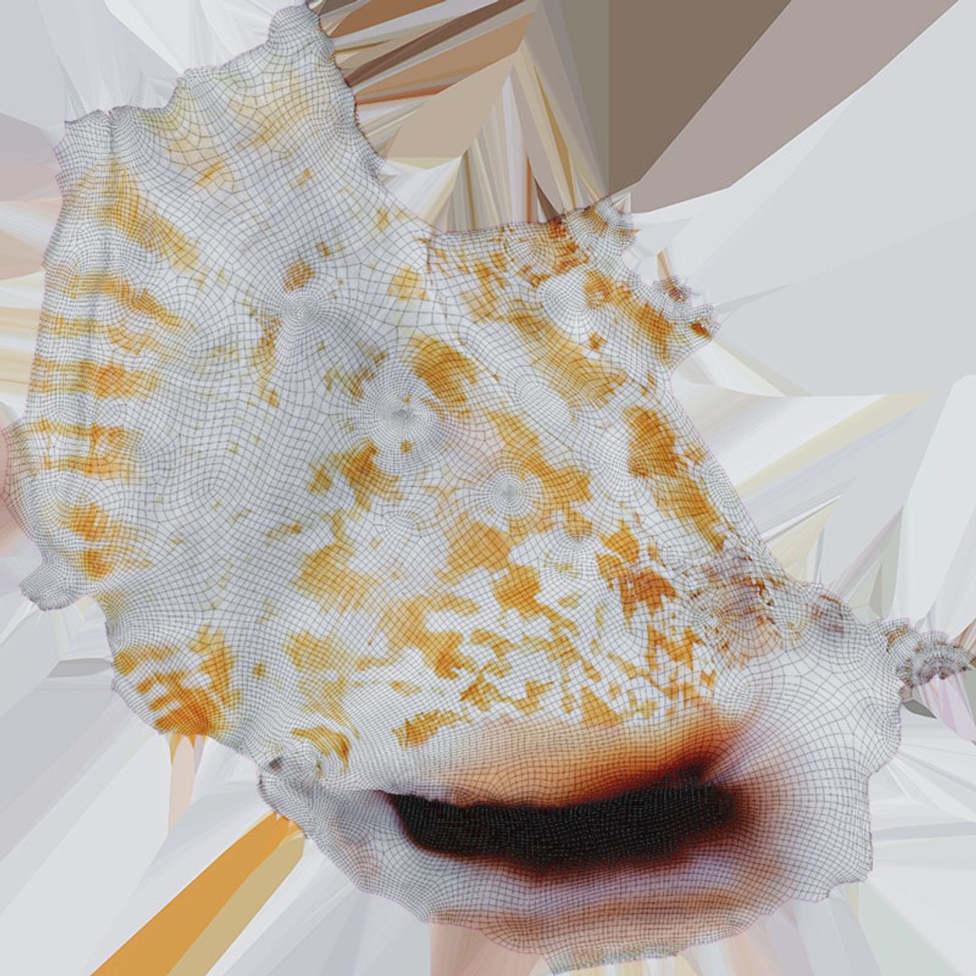 Strombus Sinuatus 01 Model - TurboSquid 2395378