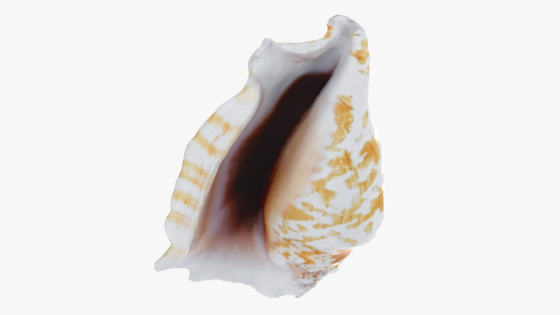 Strombus Sinuatus 01 Model - TurboSquid 2395378