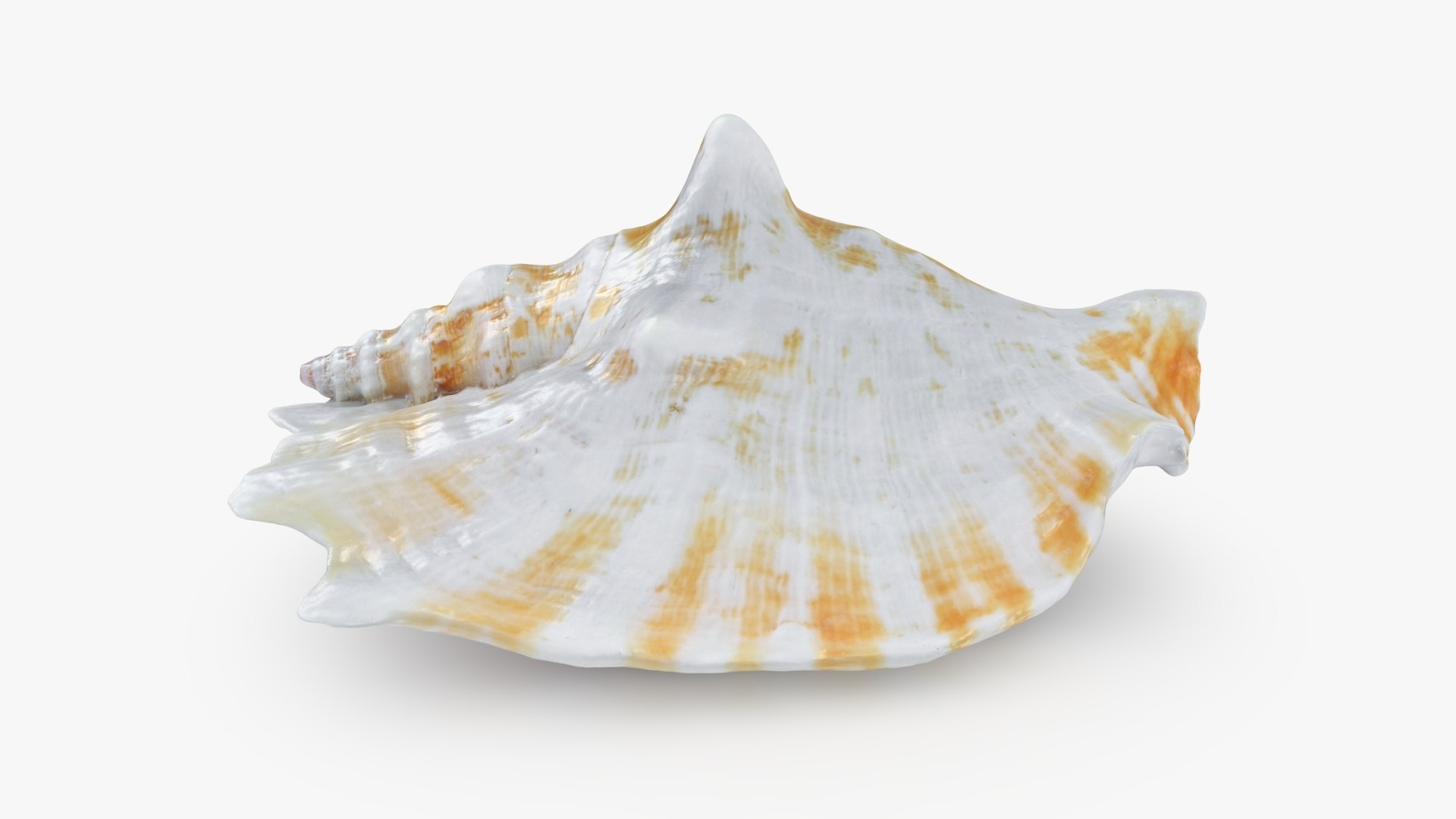 Strombus Sinuatus 01 Model - TurboSquid 2395378