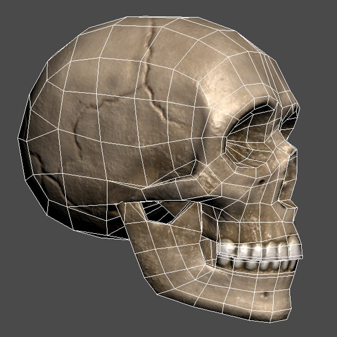 3d Skull Model