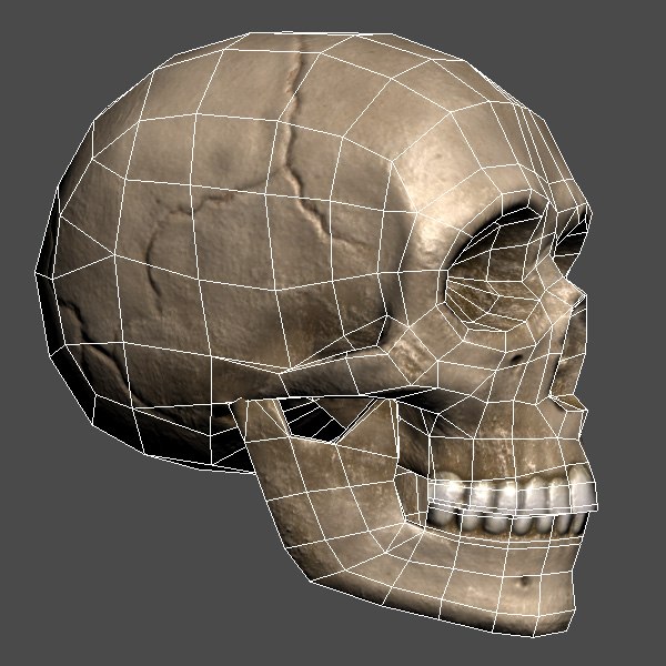 3d skull model