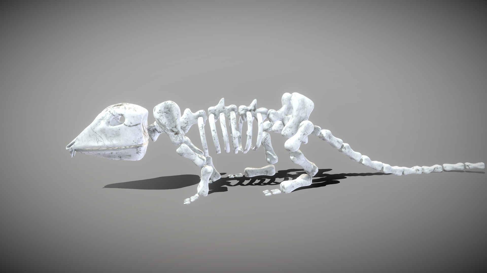 Skeleton Package Model - TurboSquid 2212263