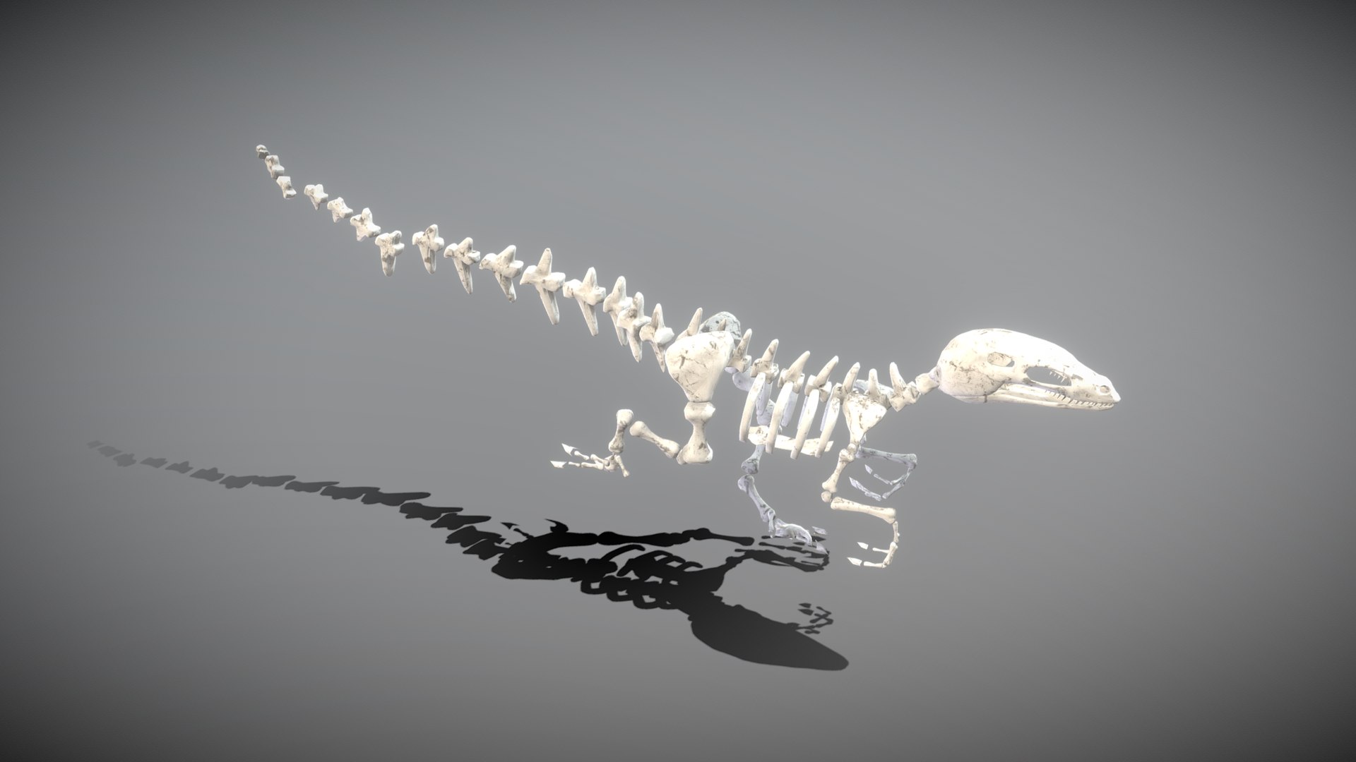 Skeleton Package Model - TurboSquid 2212263