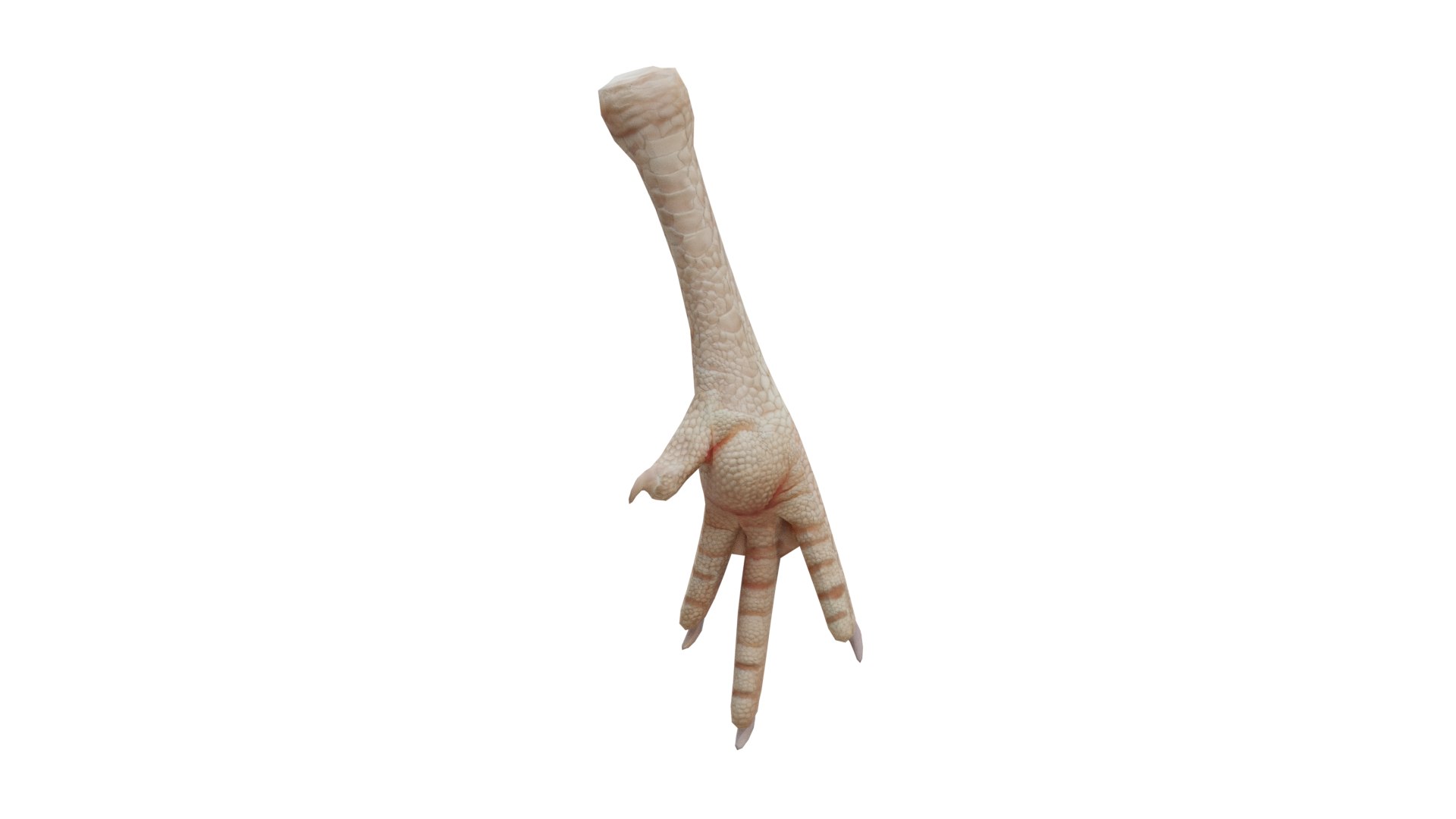 Chicken Foot 3D Model - TurboSquid 1954721