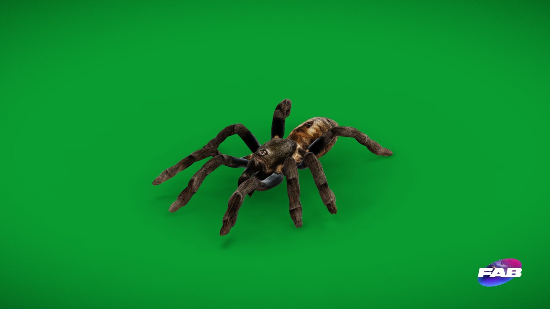 3D Thailand Golden Fringe Tarantula Spider - TurboSquid 2351094