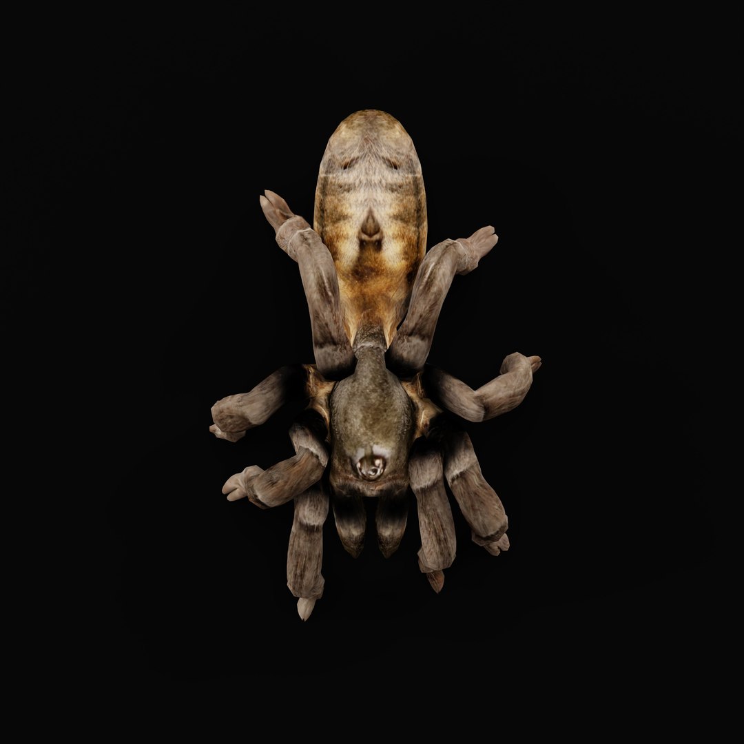 3D Thailand Golden Fringe Tarantula Spider - TurboSquid 2351094