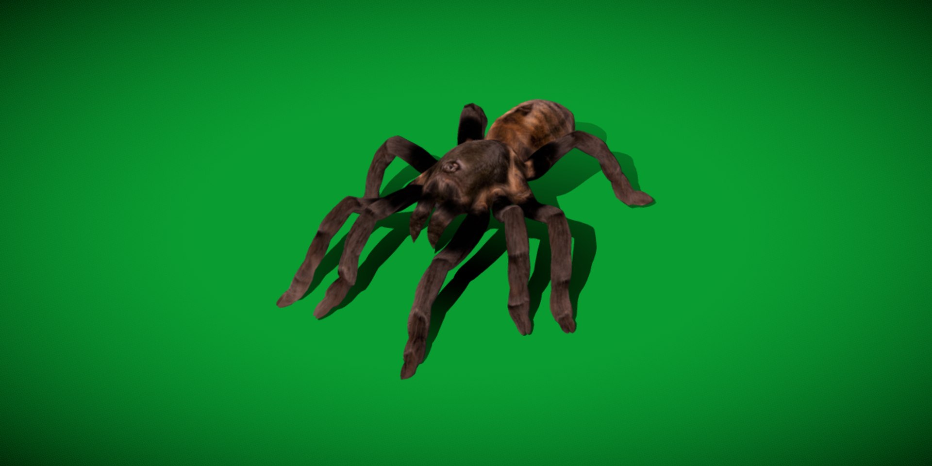 3D Thailand Golden Fringe Tarantula Spider - TurboSquid 2351094