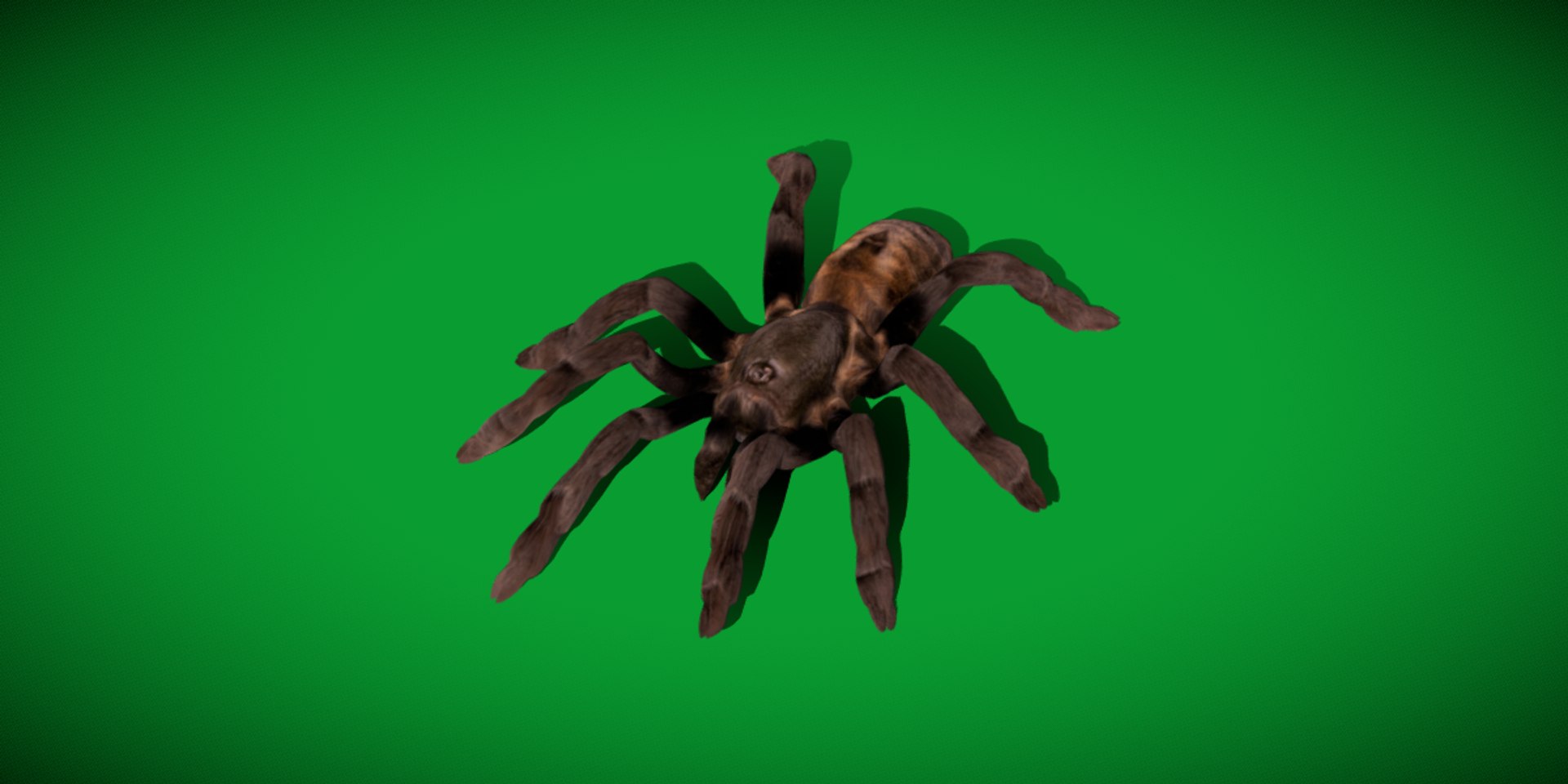 3D Thailand Golden Fringe Tarantula Spider - TurboSquid 2351094