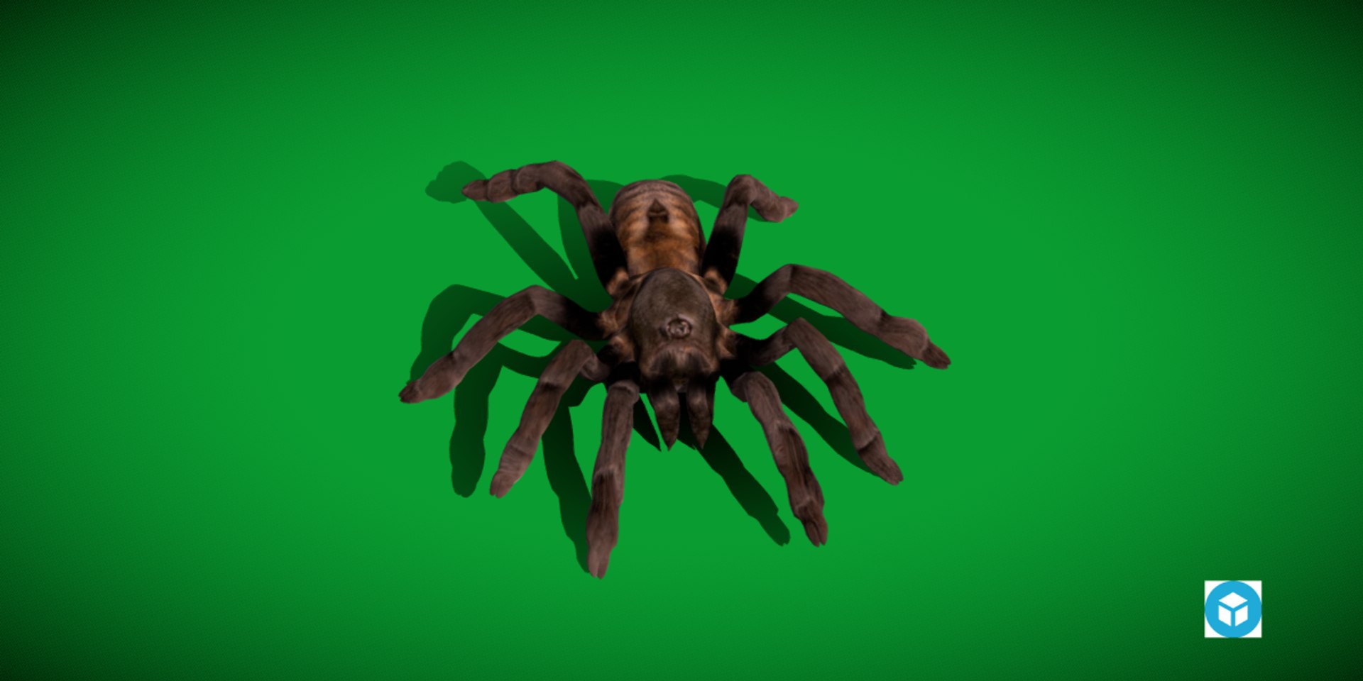 3D Thailand Golden Fringe Tarantula Spider - TurboSquid 2351094