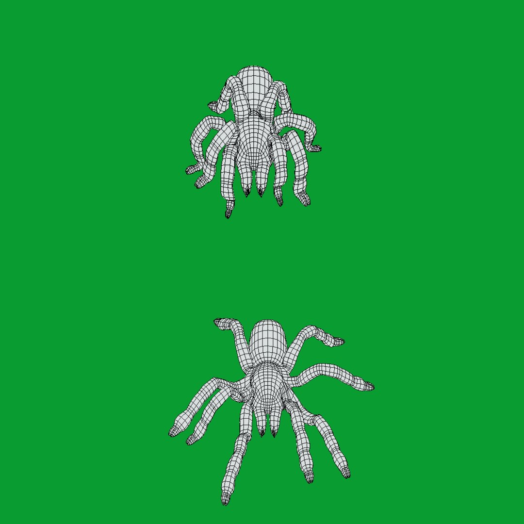 3D Thailand Golden Fringe Tarantula Spider - TurboSquid 2351094