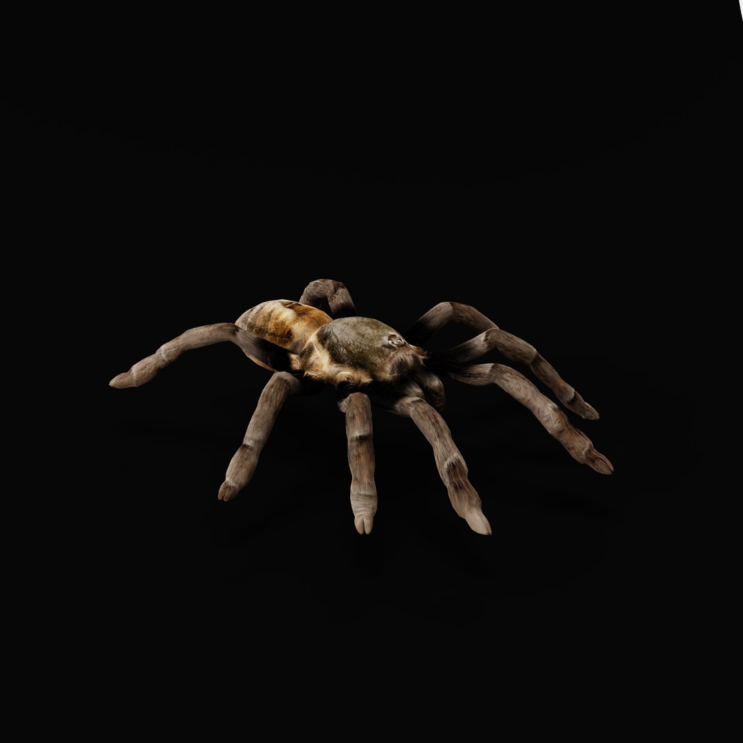 3D Thailand Golden Fringe Tarantula Spider - TurboSquid 2351094