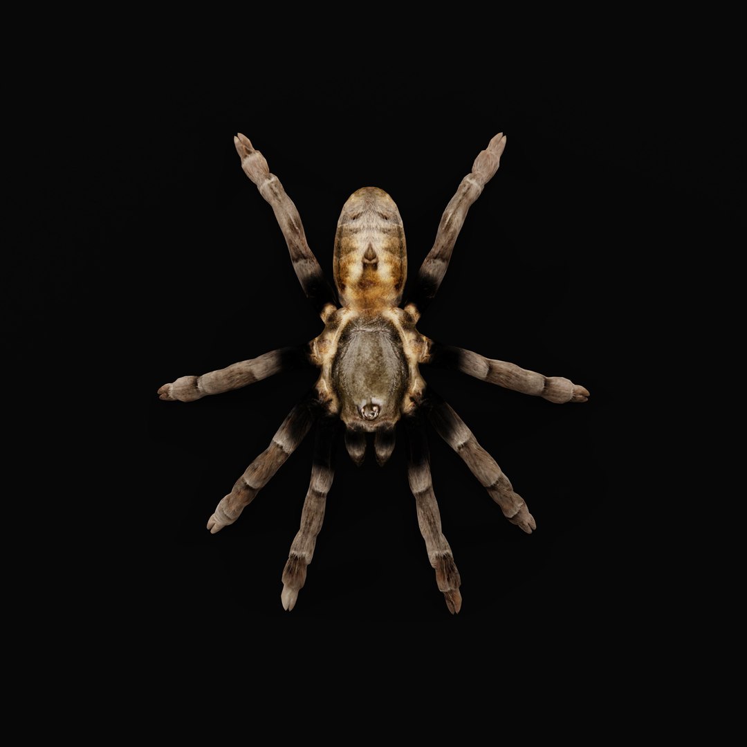 3D Thailand Golden Fringe Tarantula Spider - TurboSquid 2351094