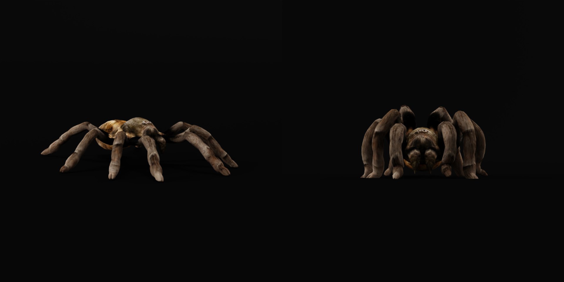 3D Thailand Golden Fringe Tarantula Spider - TurboSquid 2351094