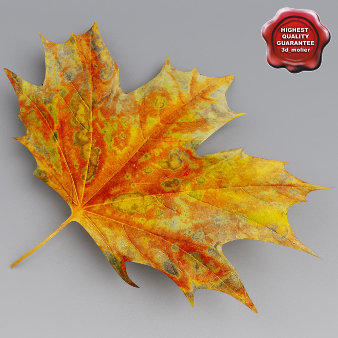 3d Maple Leaves Autumn