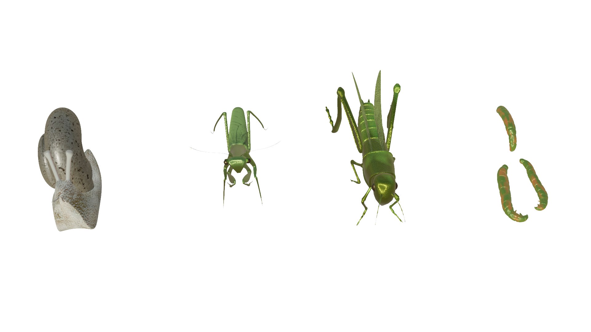 3D insects - TurboSquid 1896991