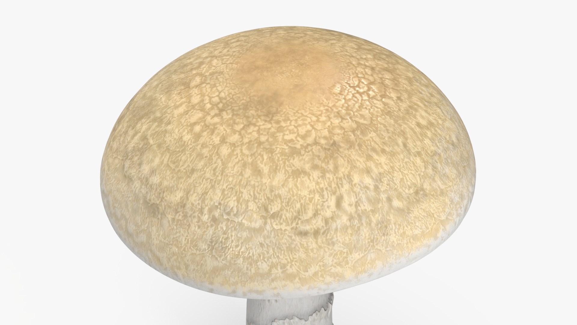 Toadstool 3D Model - TurboSquid 2216636