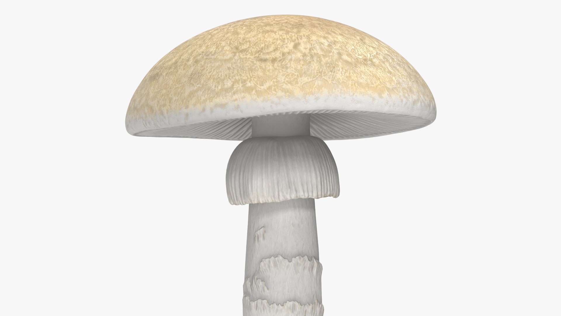 Toadstool 3D Model - TurboSquid 2216636