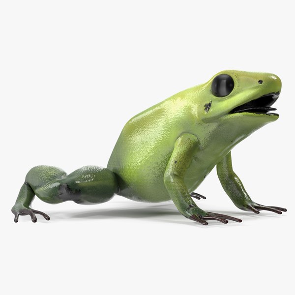 modelo 3d Rana dardo verde Morph preparada para Maya - TurboSquid 2198548