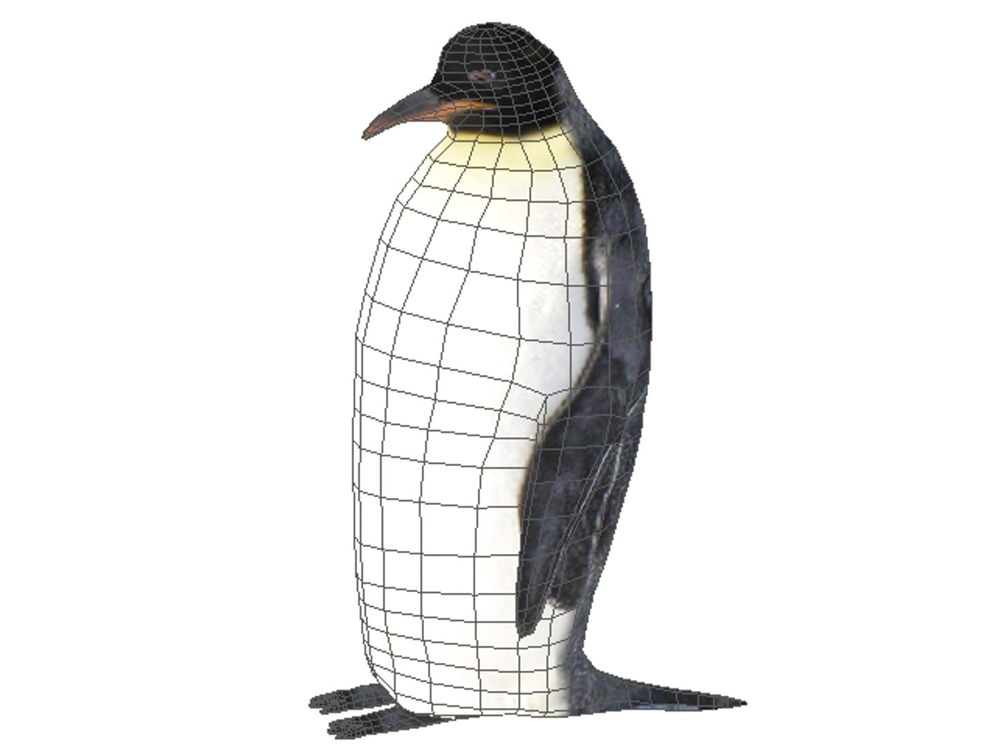 3d penguin model