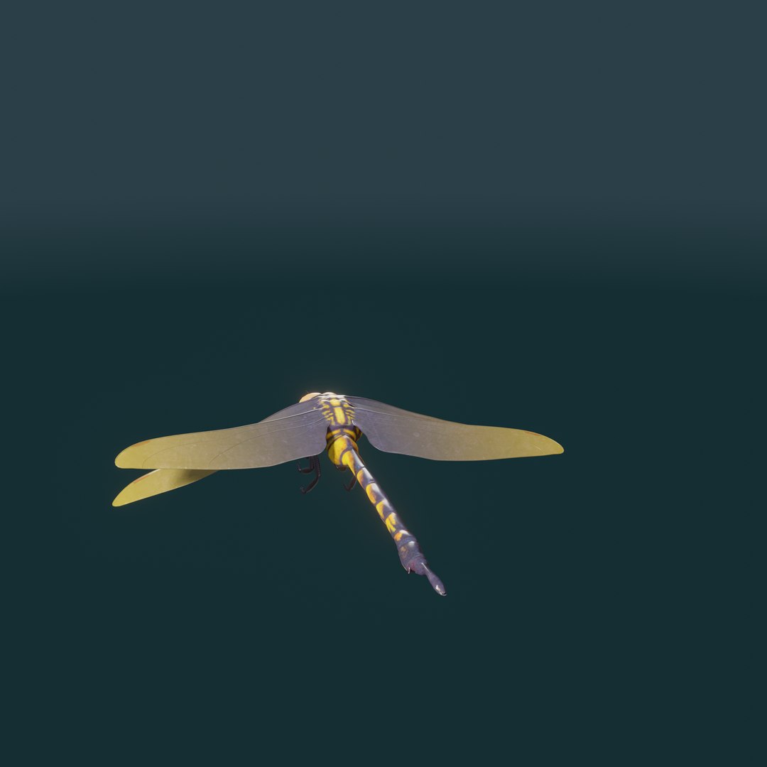 Dragon Fly 3d Model Animated Model - TurboSquid 2217423
