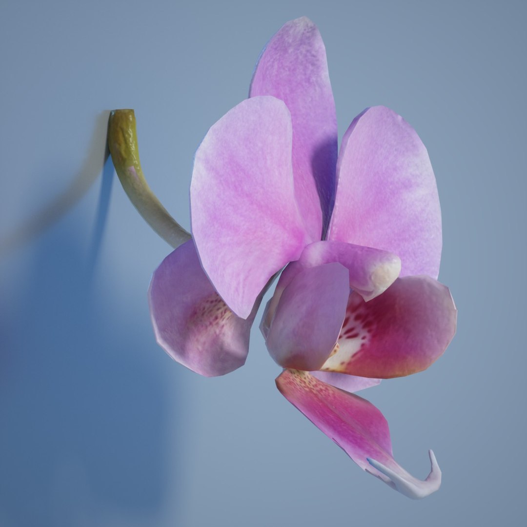 3d Obj Orchid Flower