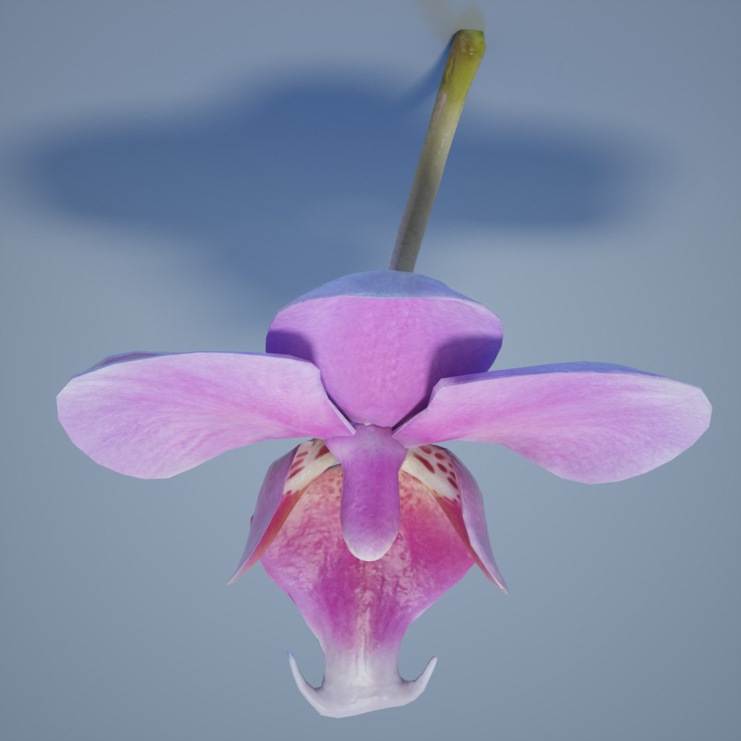 3d Obj Orchid Flower