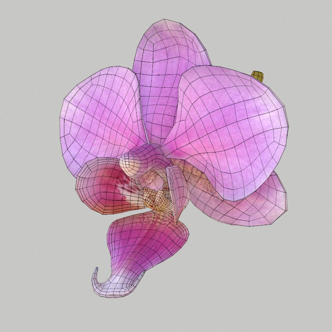 3d Obj Orchid Flower