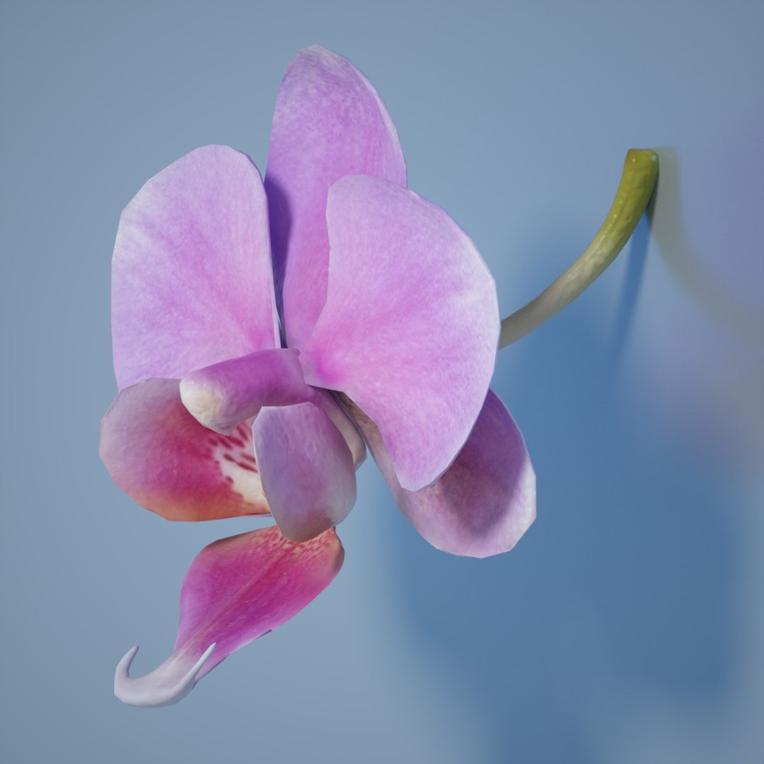 3d Obj Orchid Flower