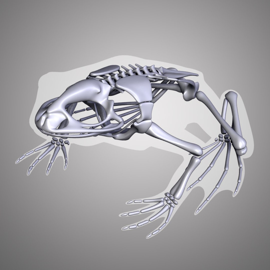 3ds frog anatomy body