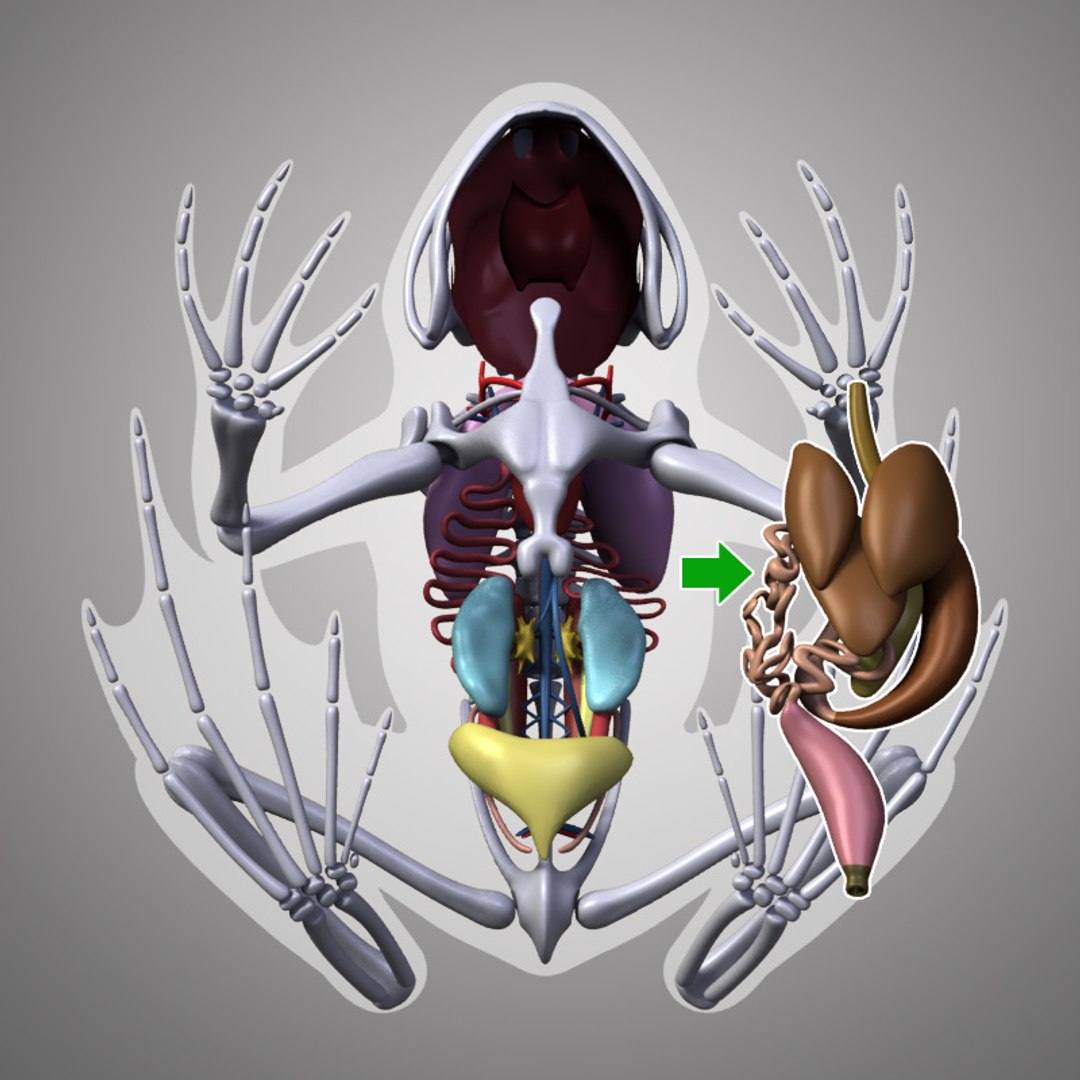 3ds frog anatomy body