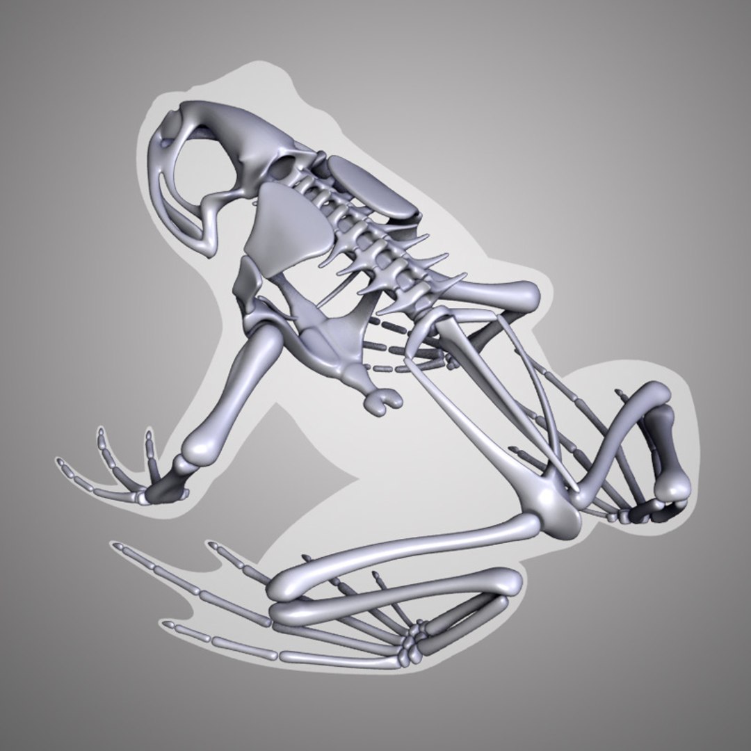 3ds frog anatomy body