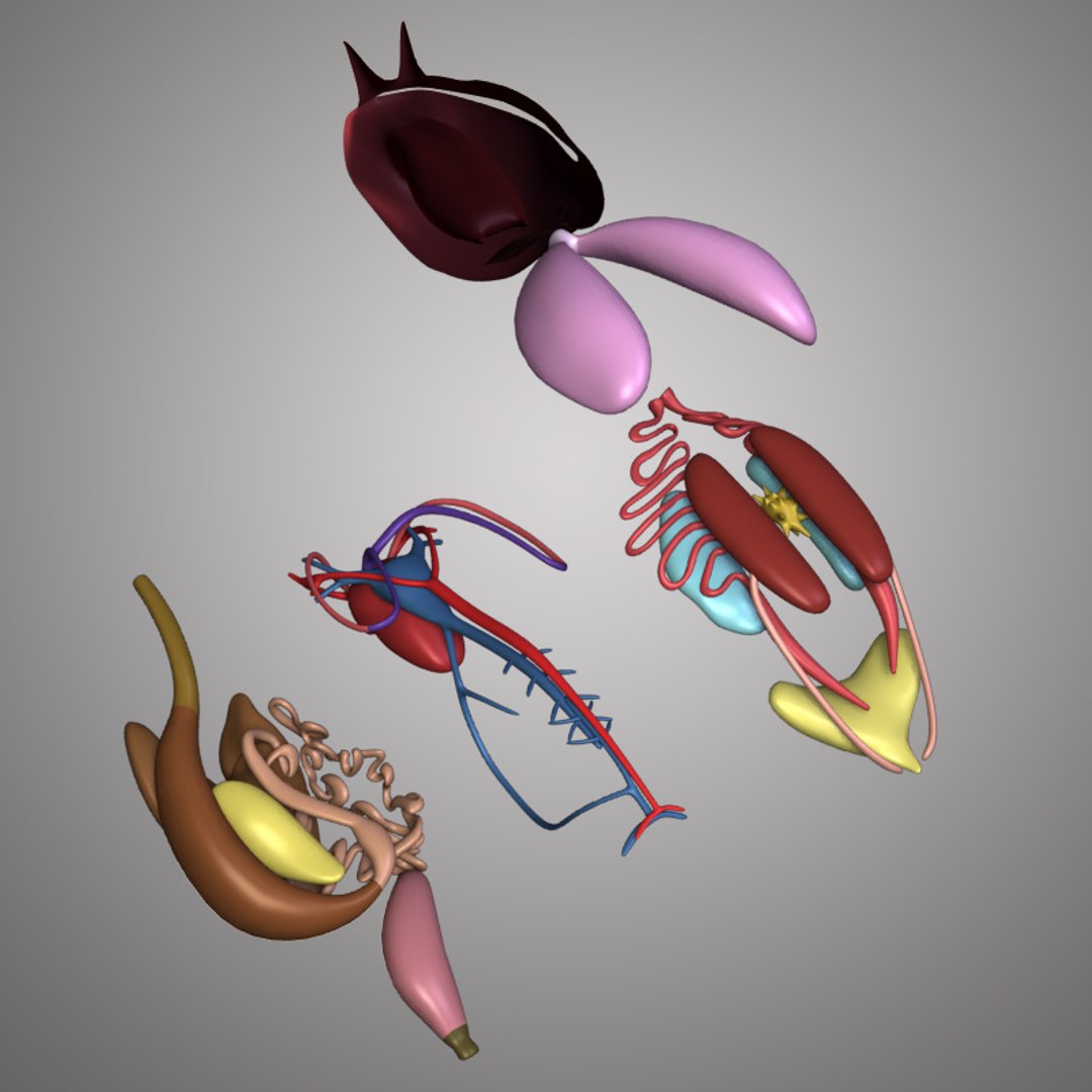 3ds frog anatomy body