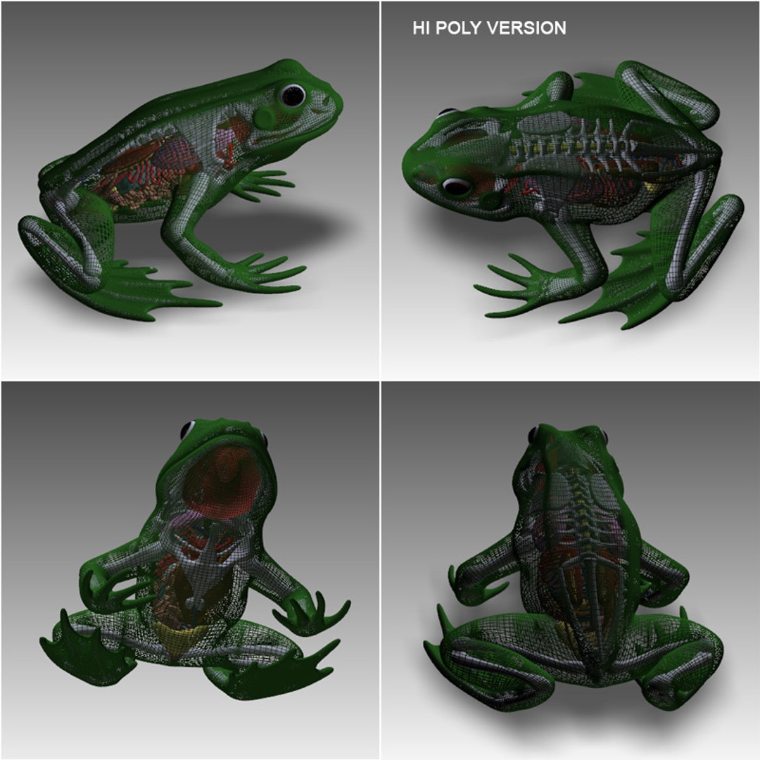 3ds frog anatomy body