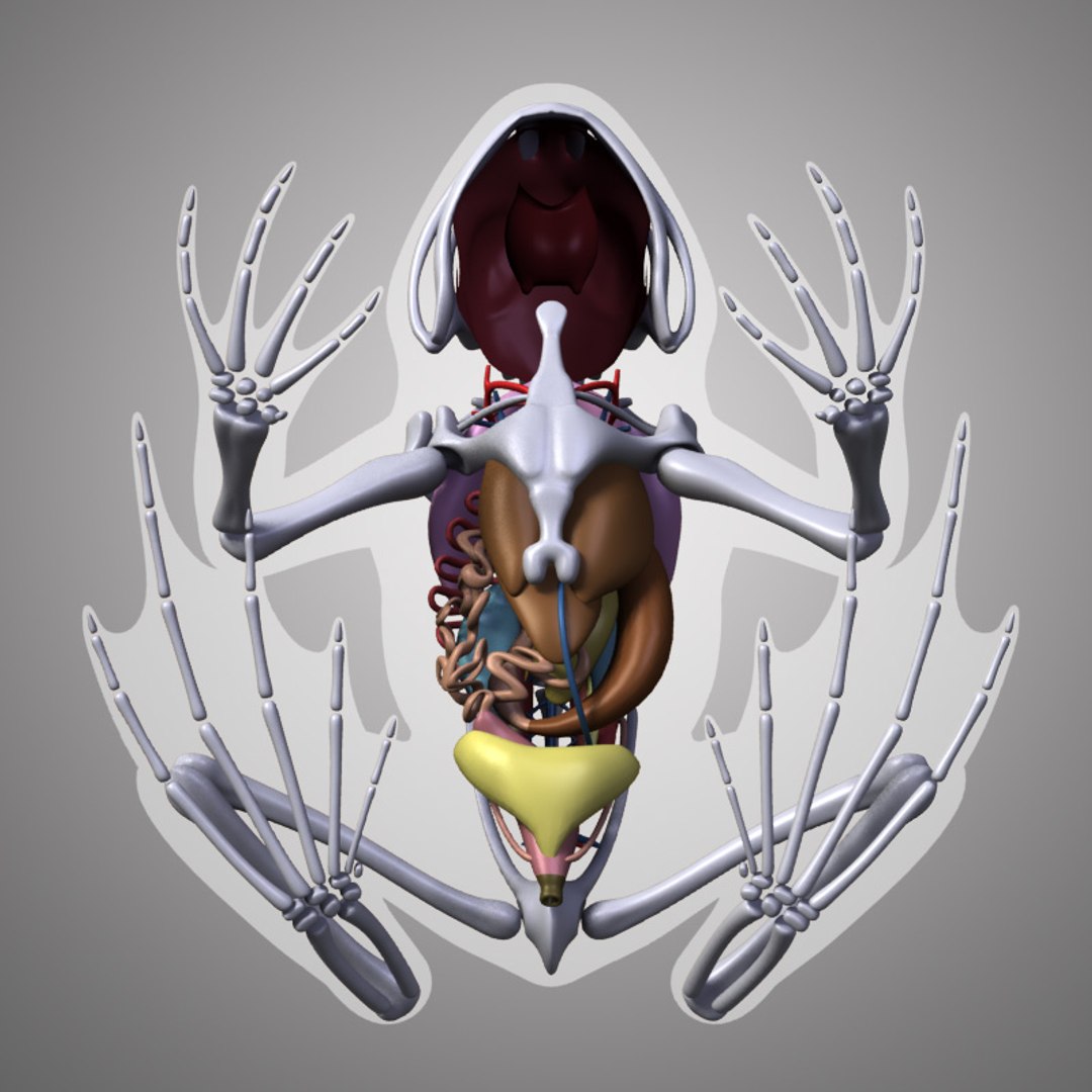 3ds frog anatomy body
