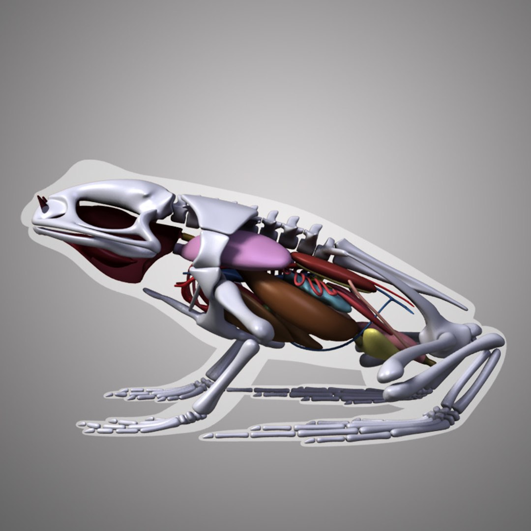 3ds frog anatomy body
