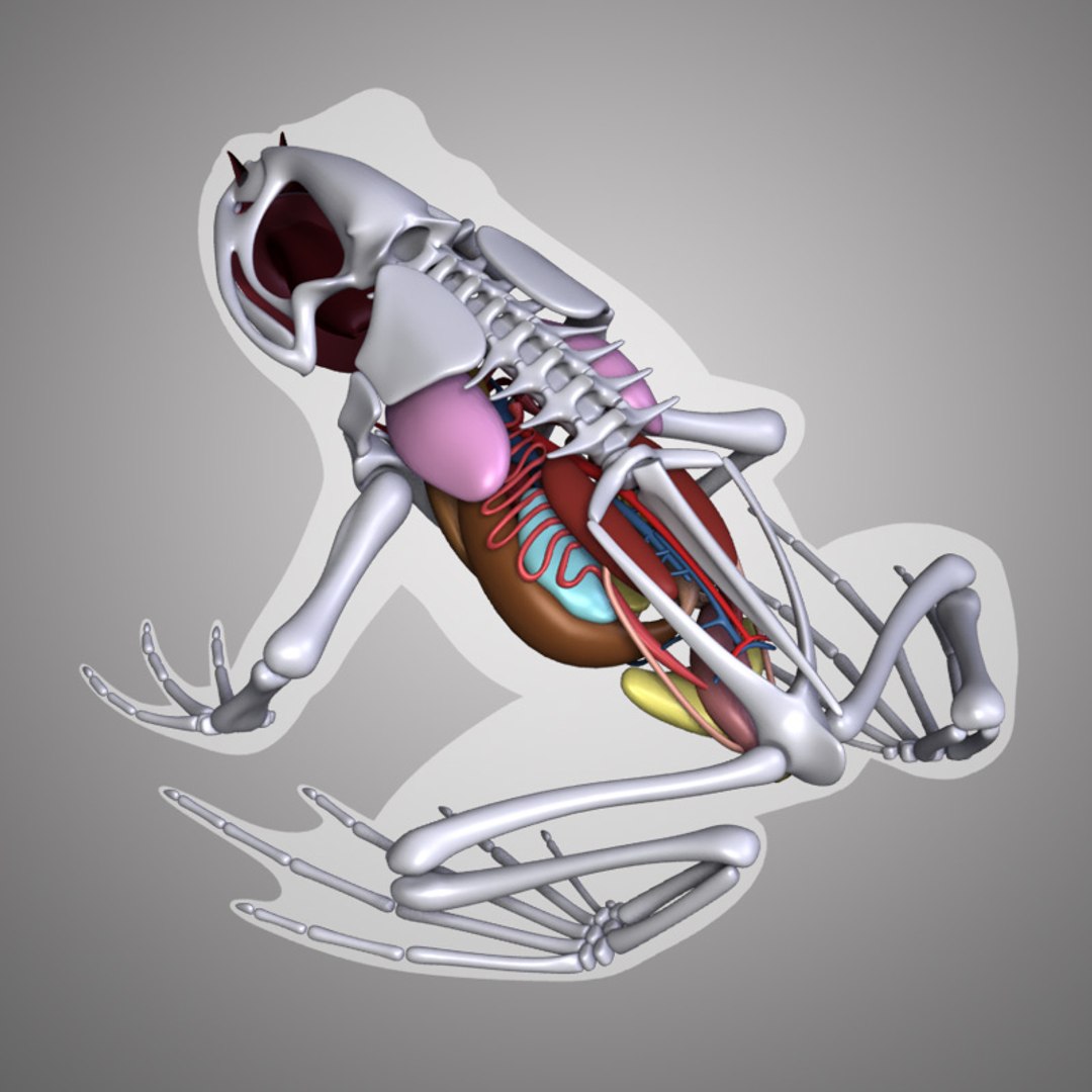 3ds frog anatomy body