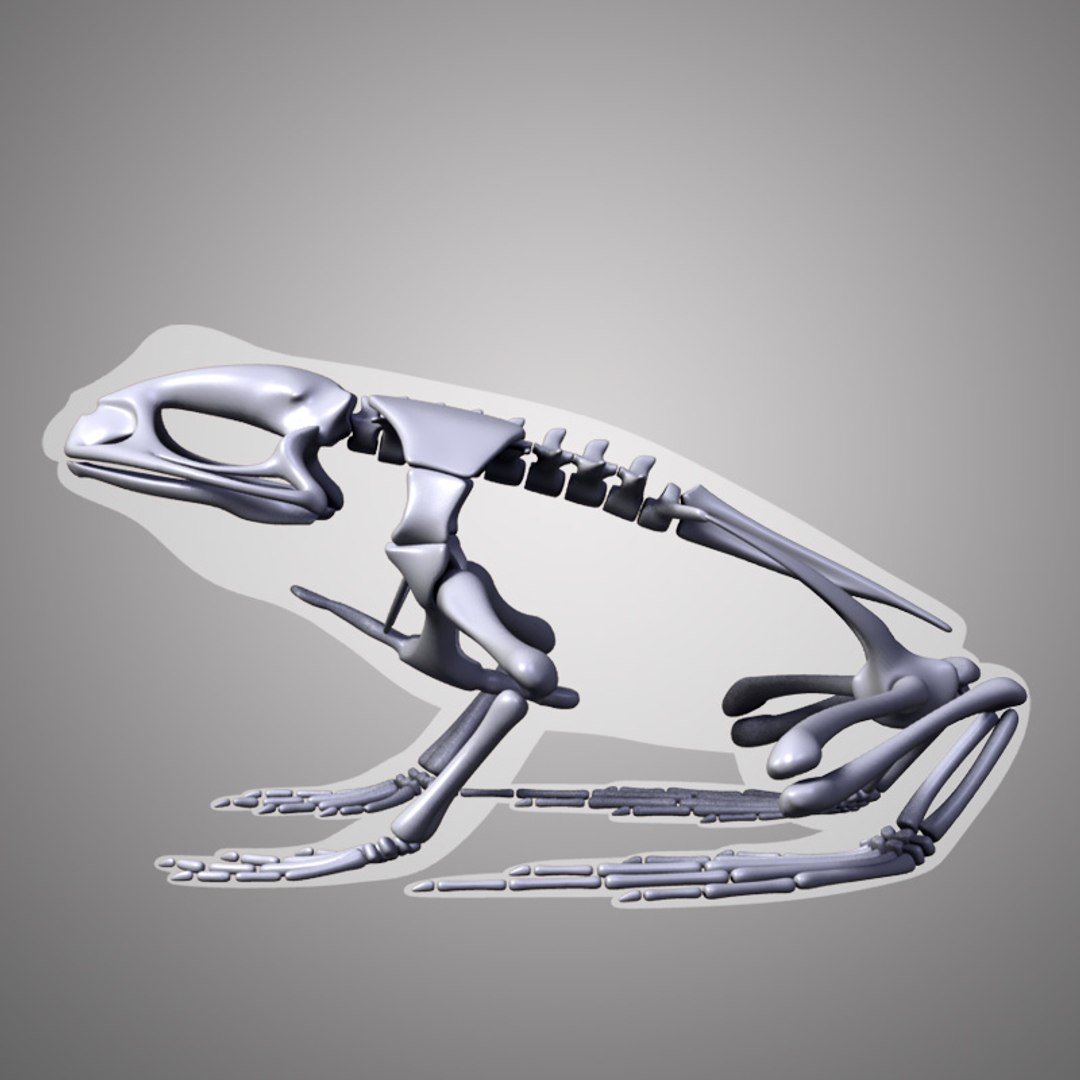 3ds frog anatomy body