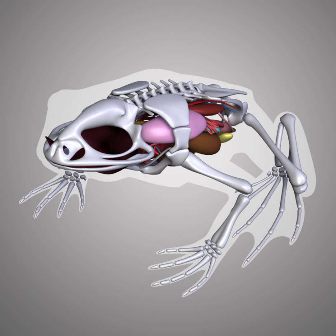 3ds frog anatomy body