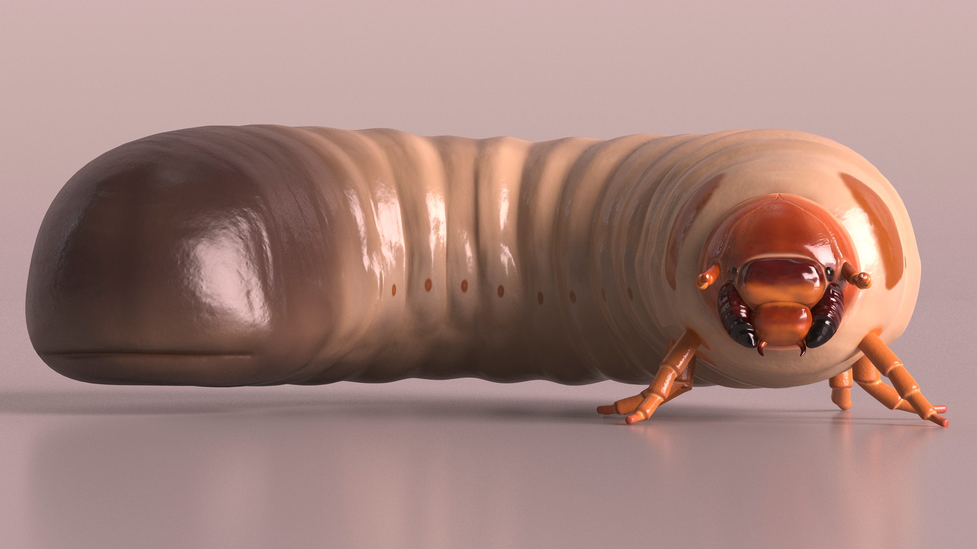 3D Maggot May Bug Rigged For Cinema 4D - TurboSquid 2180203