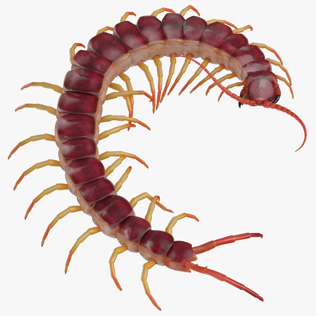 Centipedes standing coiled 3D model - TurboSquid 1398901