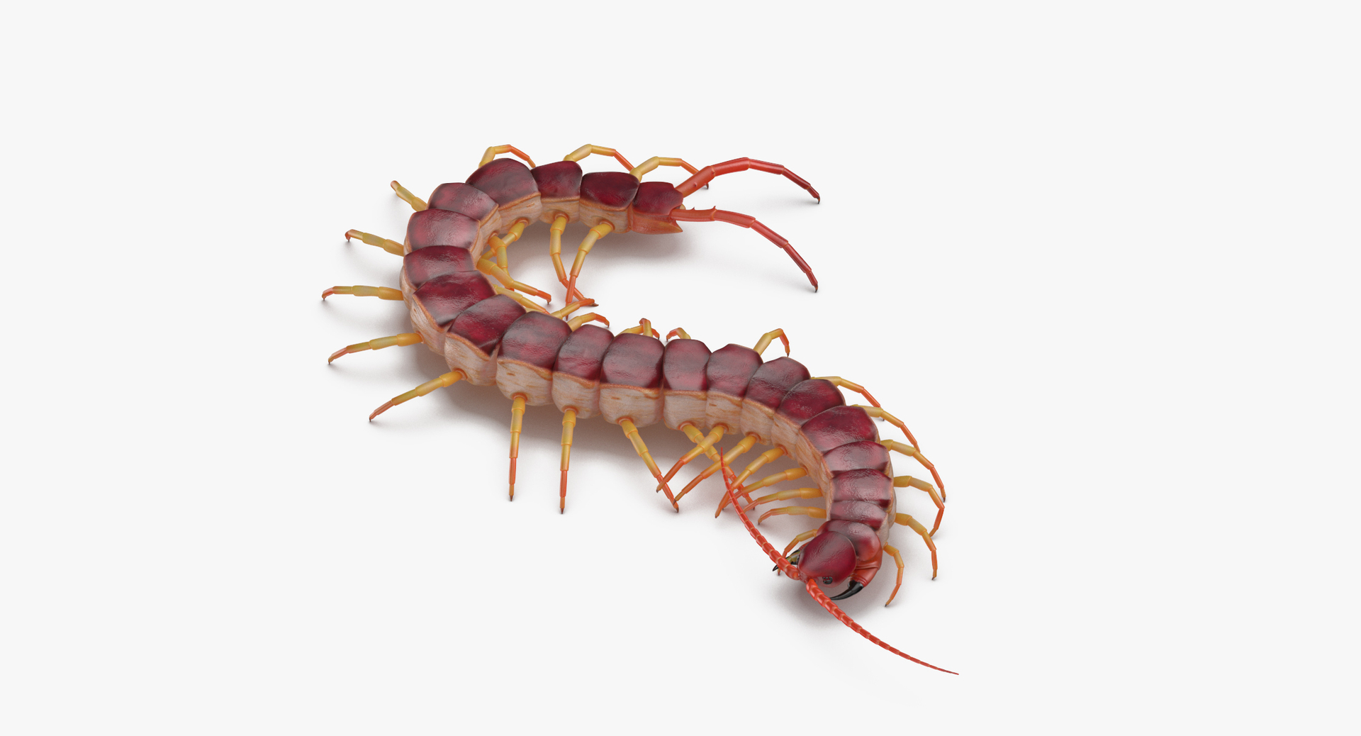 Centipedes standing coiled 3D model - TurboSquid 1398901