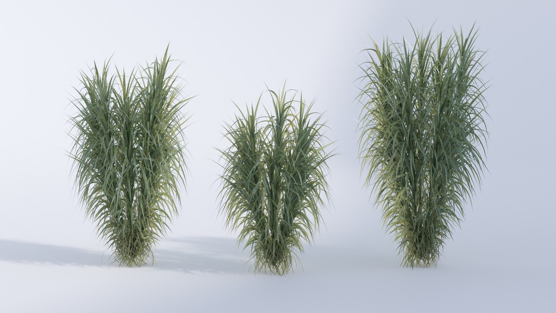Elephant Grass 3D Model - TurboSquid 1956434