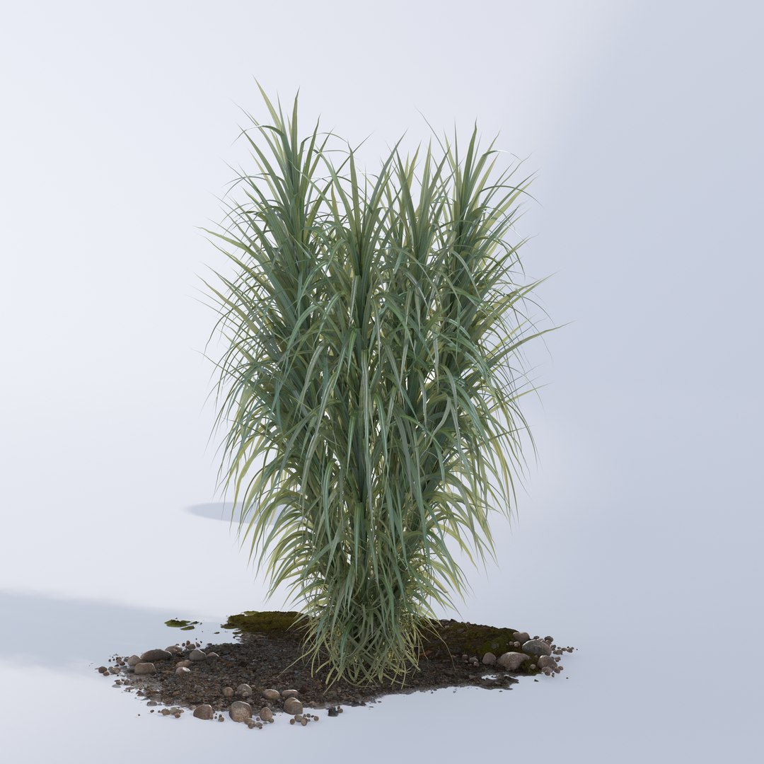 Elephant Grass 3D Model - TurboSquid 1956434
