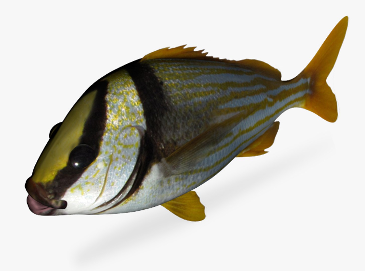 3d model porkfish fish