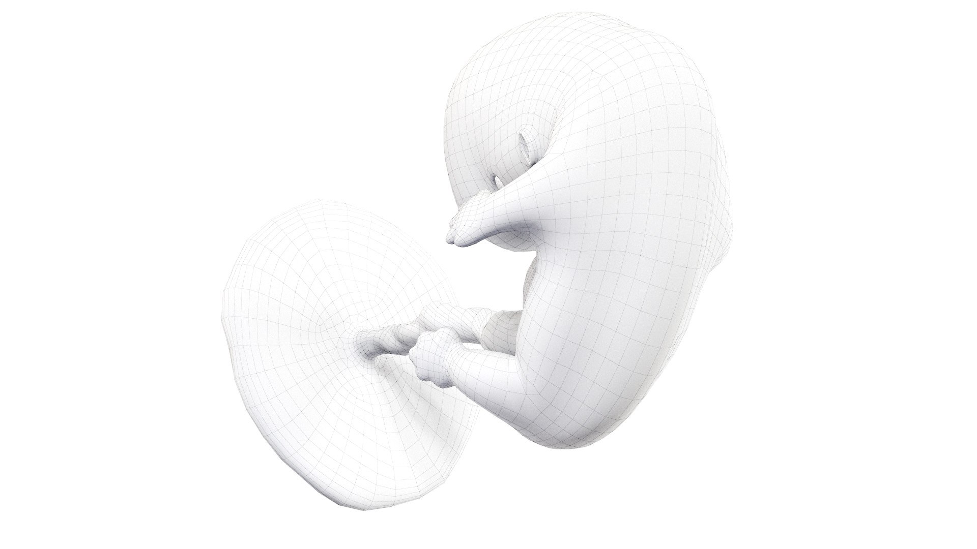 Fetus Week 8 Animated 3D Model - TurboSquid 1865860