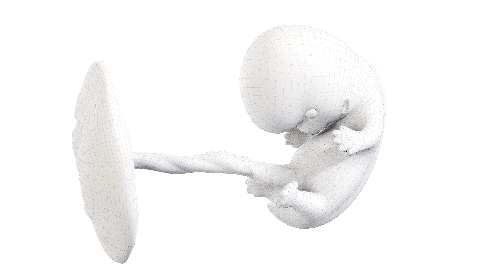 Fetus Week 8 Animated 3D Model - TurboSquid 1865860