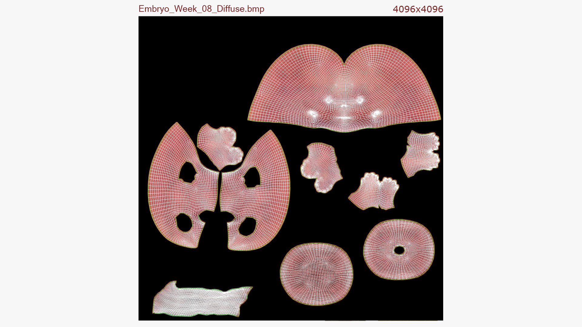 Fetus Week 8 Animated 3D Model - TurboSquid 1865860